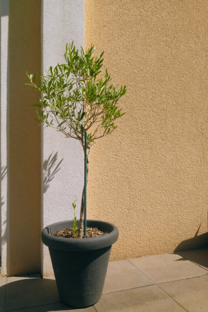 Best Artificial Olive Trees for 2026: Reviews & Trends